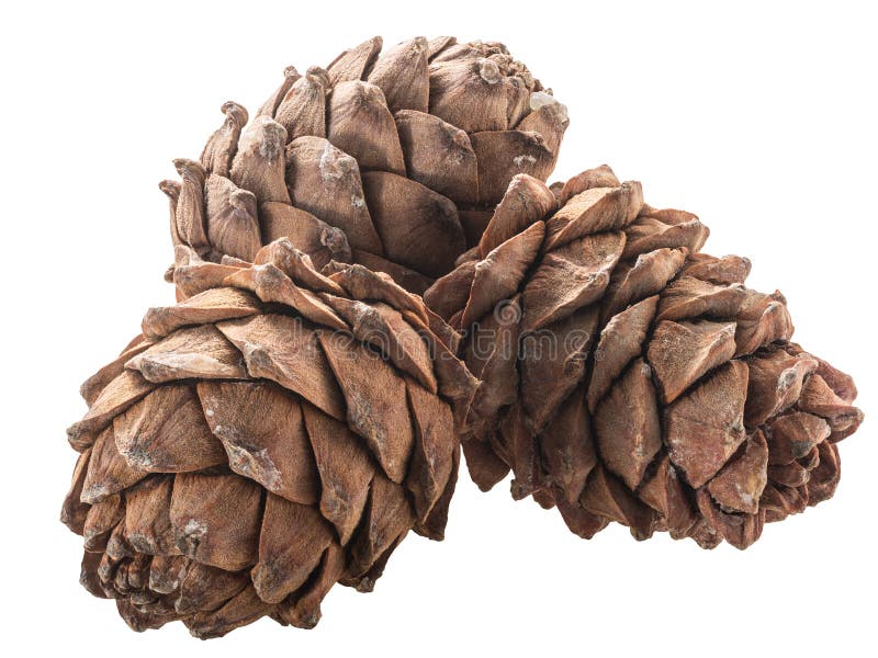 Ripe Pine Cones Pinus Sibirica, a Source of Pignoli Nuts, Isolated ...