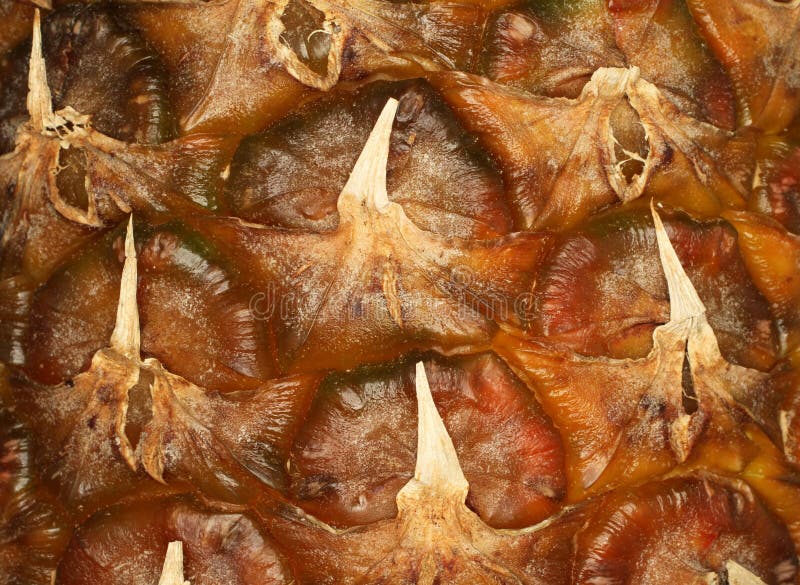 Pineapple Rind Close Up. Clearly Visible Texture of the Skin Stock ...