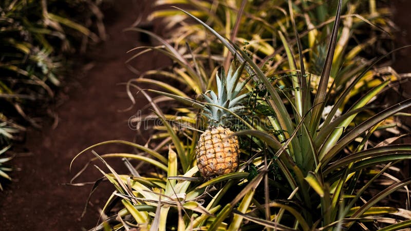 Ripe Pineapple stock image. Image of sunlight, plant - 290407323