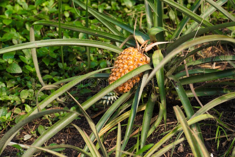 Ripe pineapple stock image. Image of eden, grow, summer - 81411929