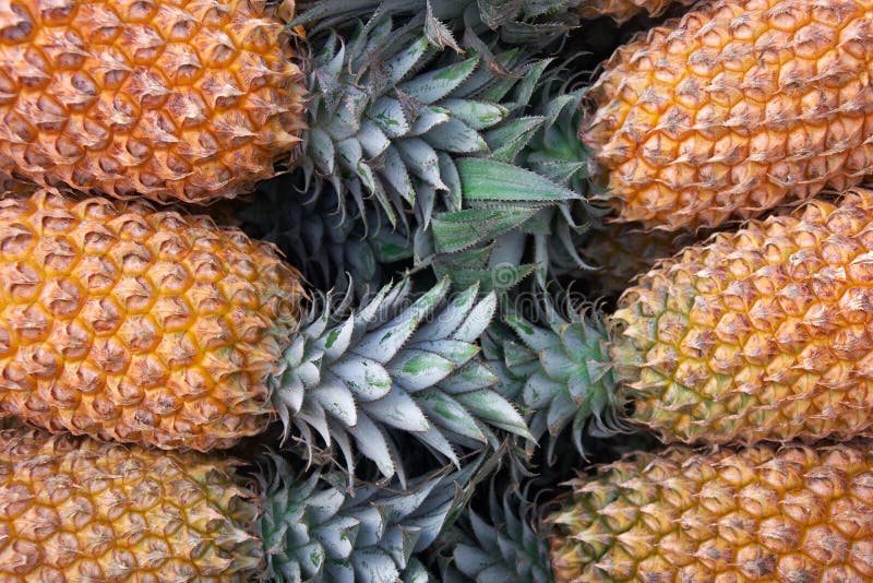Ripe pineapples stock photo. Image of garden, leaves - 23562776