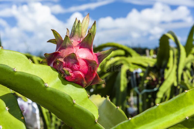 Close-up Pitahaya Fruit on the Pitahaya Tree Stock Image - Image of ...