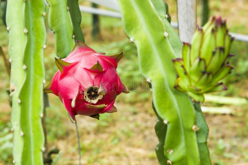 Close-up Pitahaya Fruit on the Pitahaya Tree Stock Photo - Image of ...