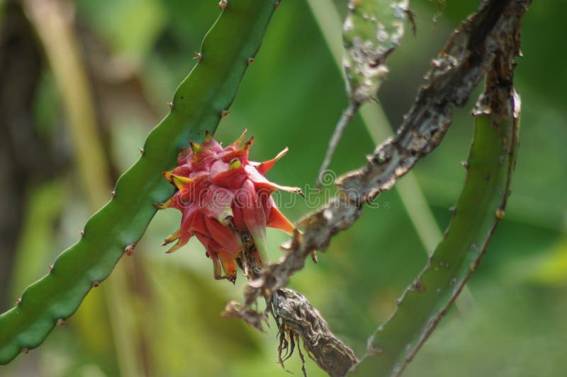 Pitaya or Dragon Fruit on the Tree Stock Photo - Image of fruit, floral ...