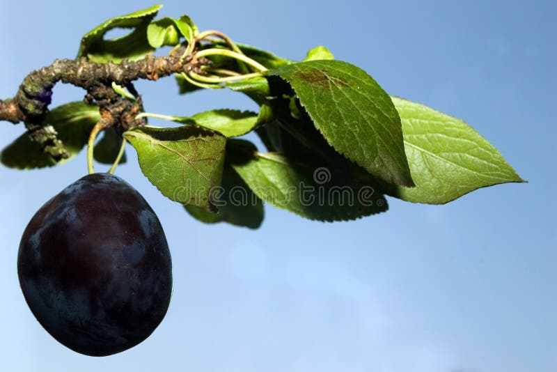 Ripe plum on branch stock photo. Image of colored, blue - 1510672