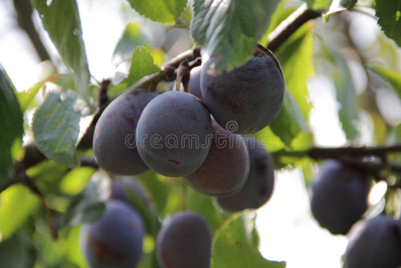 Ripe Plum on the Branch of a Plum Tree Stock Photo - Image of branch ...