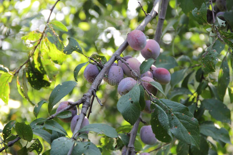 Ripe Plum on the Branch of a Plum Tree Stock Image - Image of plum ...