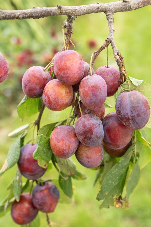 Ripe Plum Branch on the Tree Stock Image - Image of summer, agriculture ...