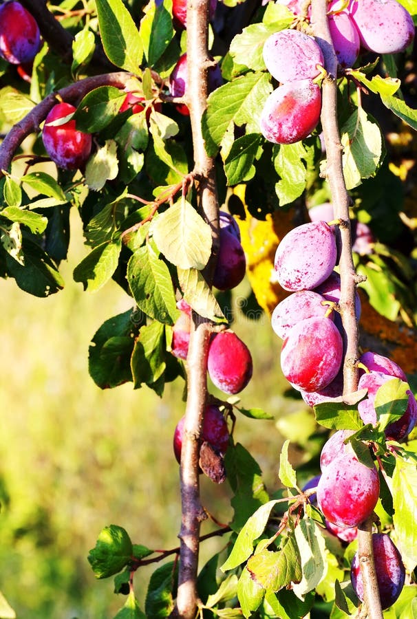 Ripe Plum Fruits in Branches Stock Photo - Image of nature, plum: 195531962