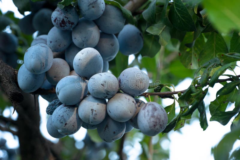 Ripe Plum Growing on a Tree Stock Image - Image of nature, harvest ...