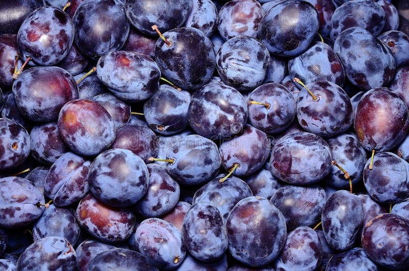 Ripe plum in the market stock image. Image of harvest - 33924227