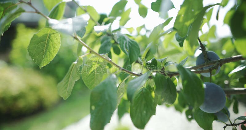 Ripe plum on the tree stock photo. Image of grow, nutrition - 245719220