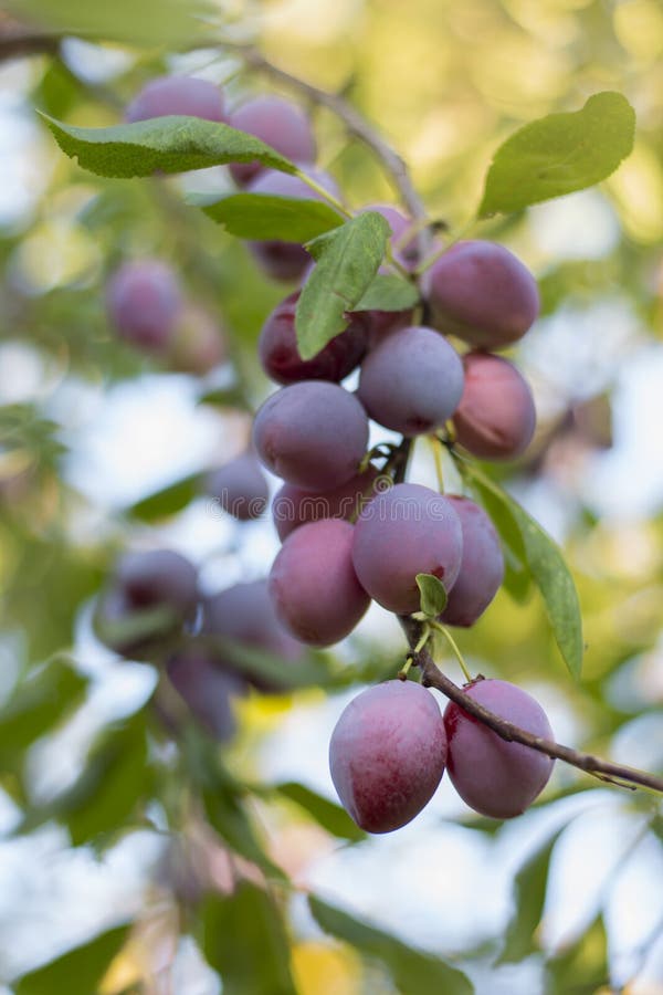Ripe plum on the tree stock image. Image of juicy, biological - 127095121