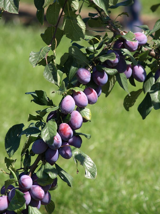 Ripe plums stock photo. Image of plantation, green, leaf - 10685818