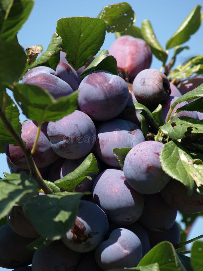 Ripe plums stock image. Image of prune, violet, plantation - 10685835