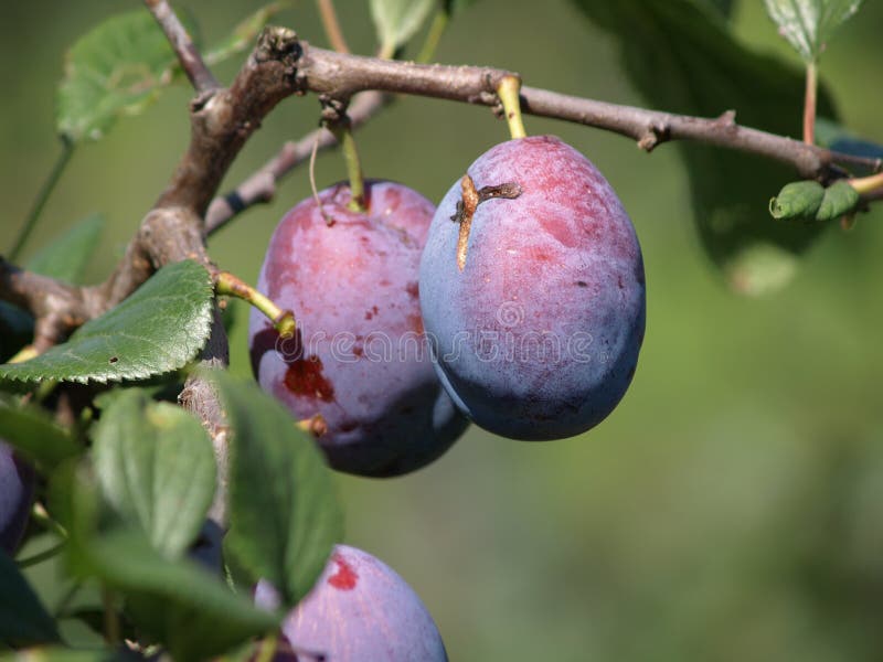 Ripe plums stock photo. Image of violet, branch, plum - 10685864