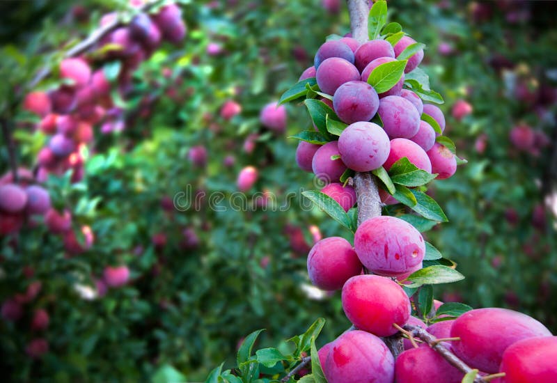 Ripe plums stock photo. Image of mature, plums, orchard - 51224064
