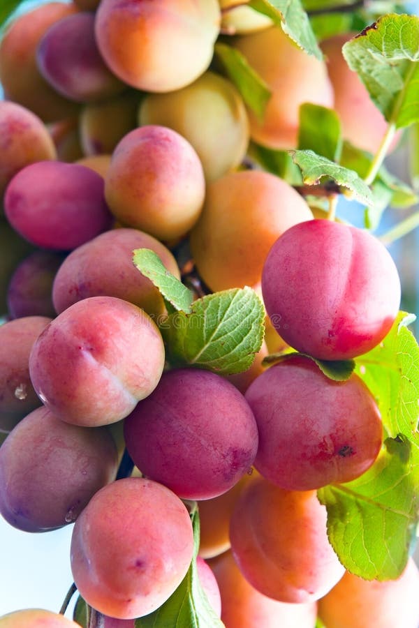 Ripe plums stock photo. Image of healthy, summer, food - 33151114