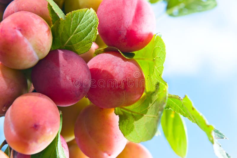 Ripe plums stock image. Image of cluster, plum, agriculture - 33151115