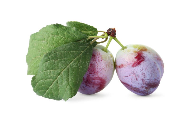 Ripe Plums with Leaves Isolated on White Stock Photo - Image of healthy ...