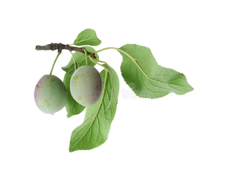 Ripe Plums with Leaves Isolated on White Stock Photo - Image of object ...