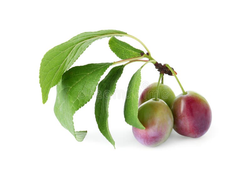 Ripe Plums with Leaves Isolated on White Stock Photo - Image of healthy ...