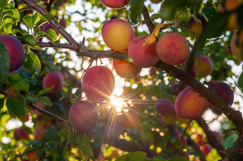 Ripe Plums on a Tree Backlit by the Setting Sun. Stock Photo - Image of ...