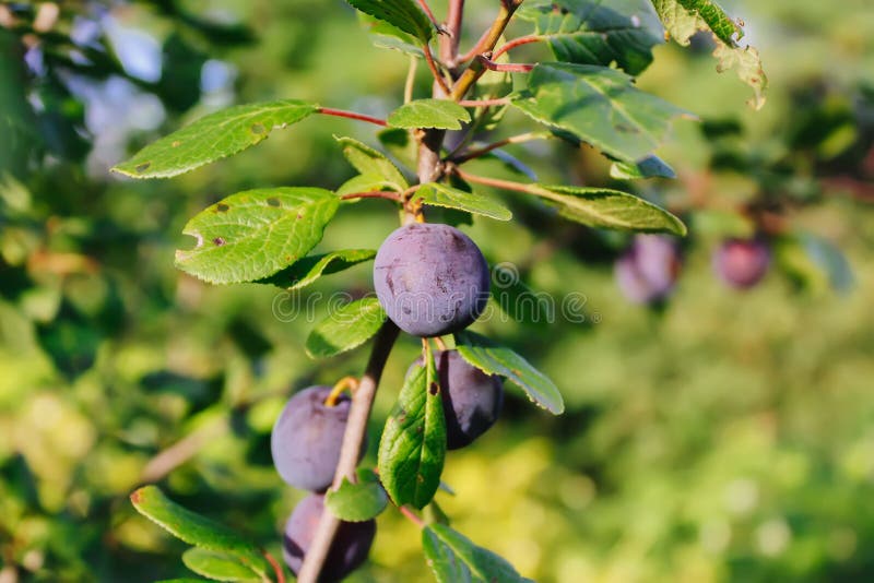 Blue plum on a tree stock image. Image of green, leaf - 128590451