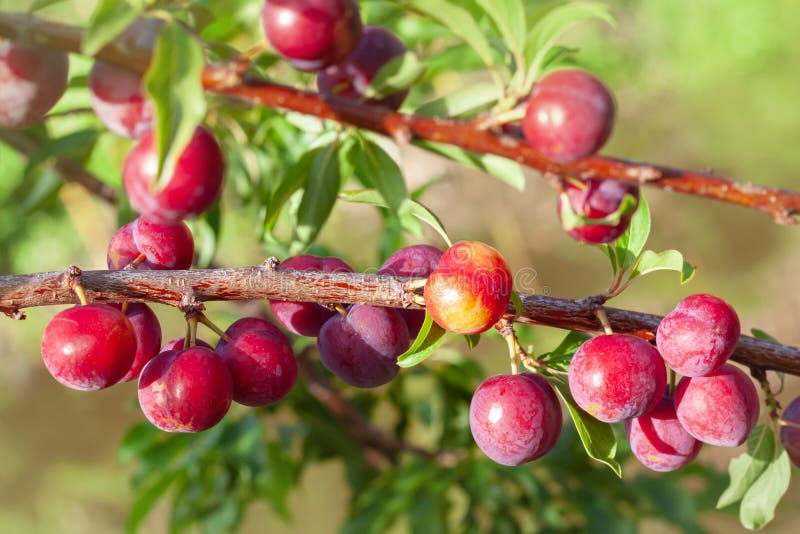 Ripe plums on tree branch stock image. Image of tree - 198822117