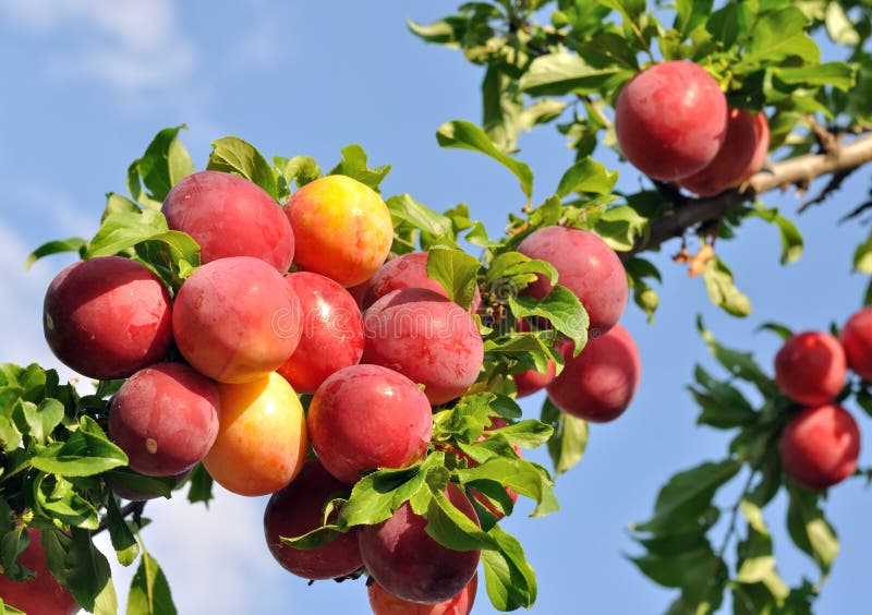 Ripe Plums on a Tree Branch Stock Image - Image of gardening, bunch ...