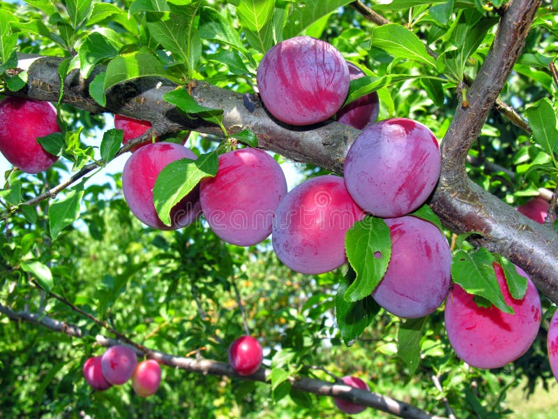 Ripe Plums on a Tree Branch Stock Photo - Image of ripe, orchard: 53000952
