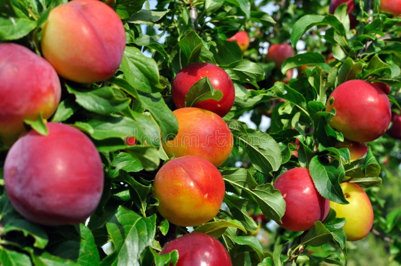 Ripe Plums on a Tree Branch Stock Image - Image of closeup, bright ...