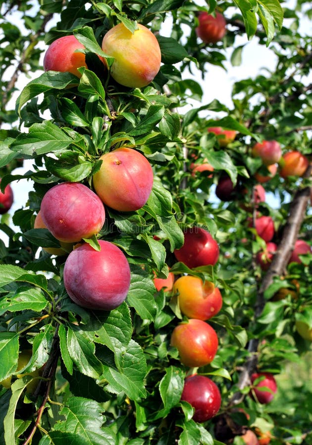 Sweet plums stock image. Image of drops, garden, color - 33637597