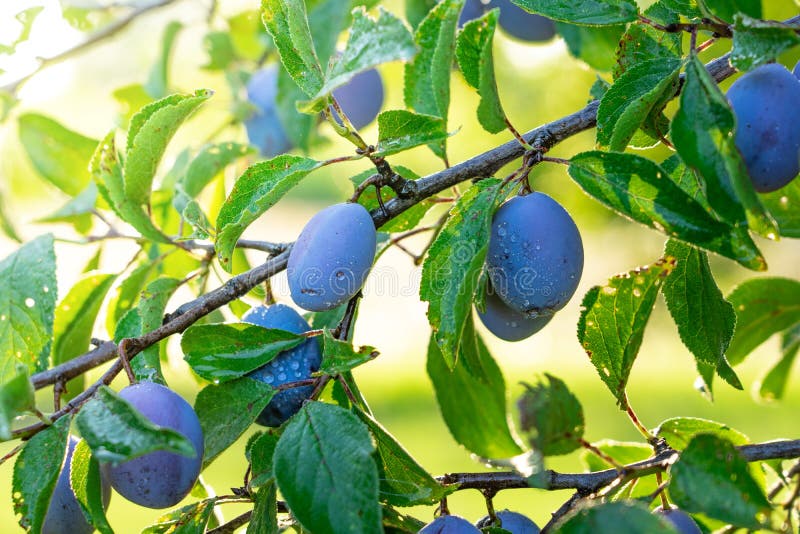 Ripe Plums on a Tree Branch in the Orchard with Backlight Stock Photo ...