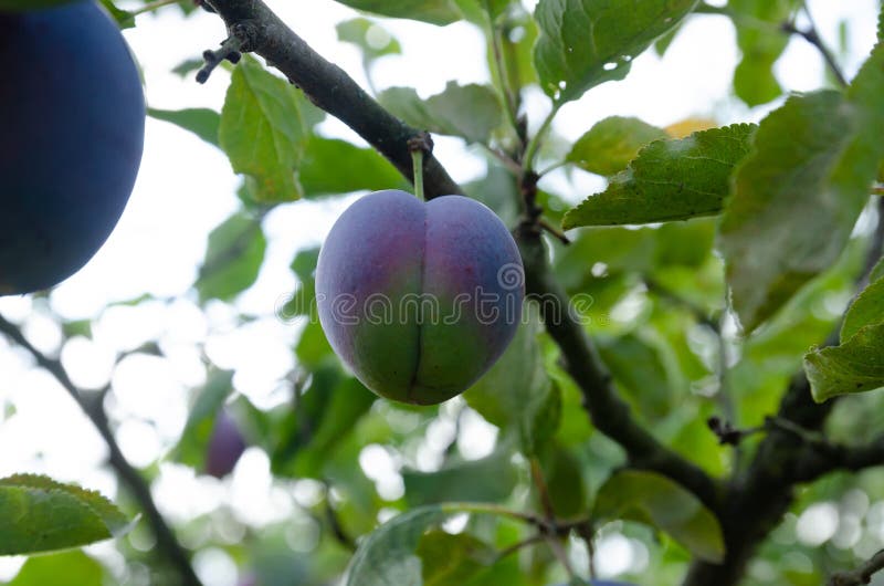 Plums on the Tree stock photo. Image of fruit, green, ripe - 2141332