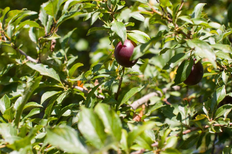 Ripe plums on a tree. stock image. Image of harvest - 331281333
