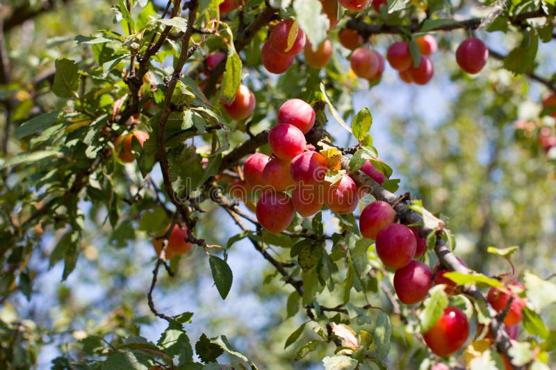 Ripe plums on a tree. stock photo. Image of orchard - 331281420