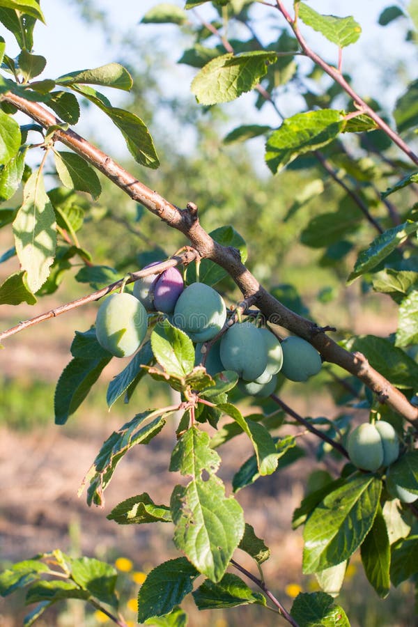 Ripe plums on a tree. stock image. Image of harvested - 331281667