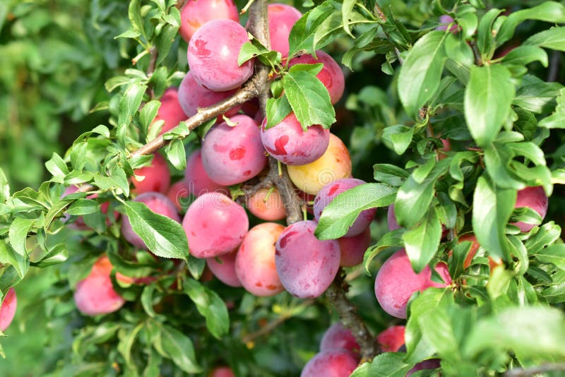 Ripe Plums on the Tree between the Leaves. Stock Image - Image of ...