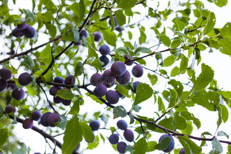 Ripe Plums on the Tree in the Orchard Stock Image - Image of fresh ...