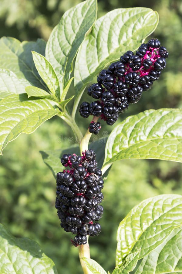 Pokeberries stock photo. Image of pokeberries, flowers - 98396464