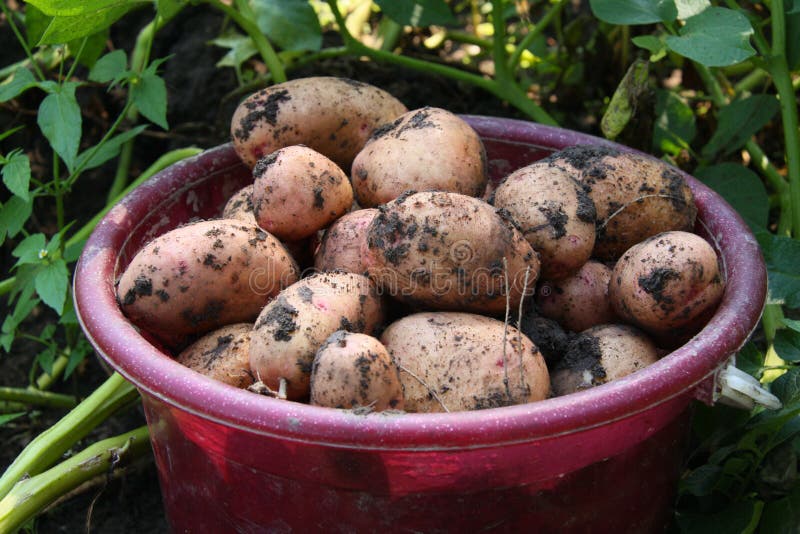 Ripe potato stock photo. Image of clay, garden, agriculture - 25941058