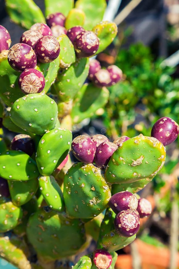 Ripe Prickly Pear Fruit stock image. Image of fruit, purple - 47462389