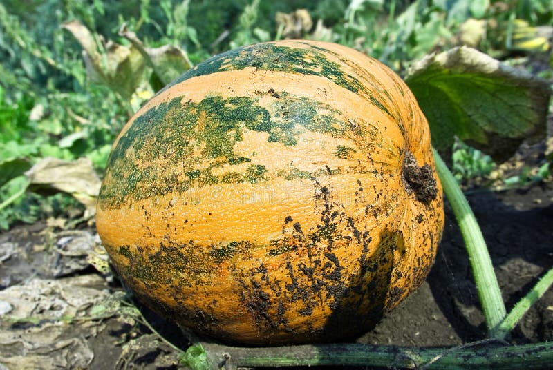 Ripe pumpkin stock image. Image of closeup, beautiful - 10769741