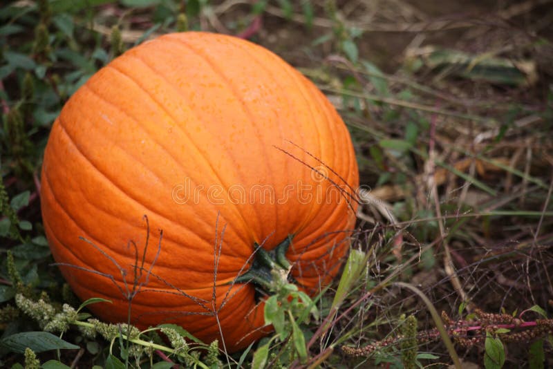 Trick-or-treat sweets stock image. Image of child, giving - 11133087