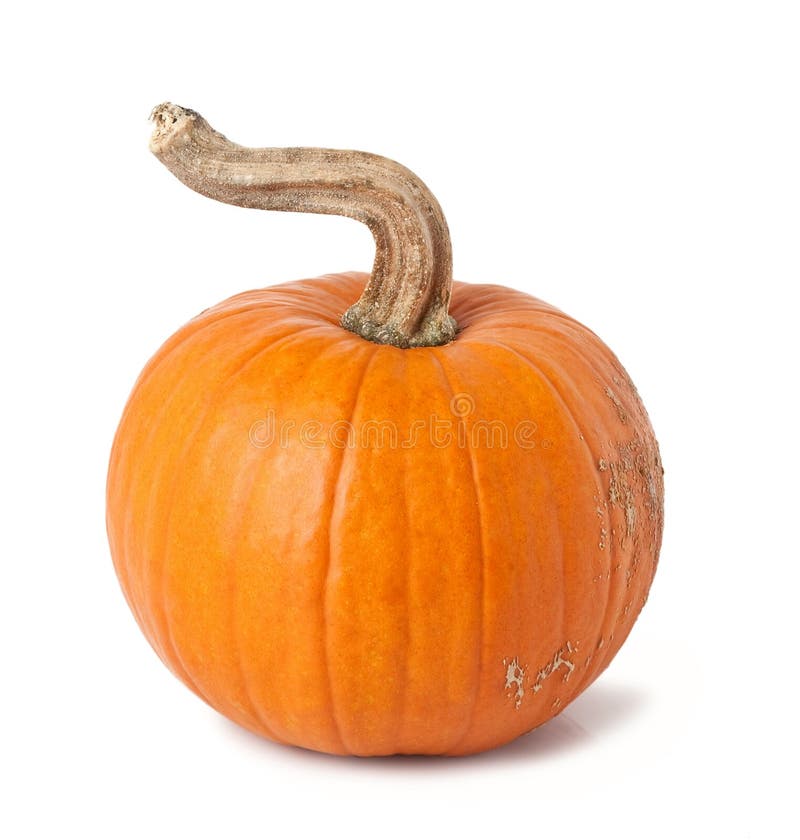 Ripe pumpkin . stock image. Image of bright, close, ornamental - 16633949