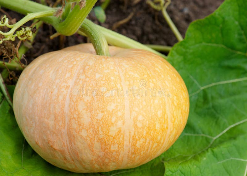 Ripe pumpkin stock image. Image of harvest, large, round - 21865895