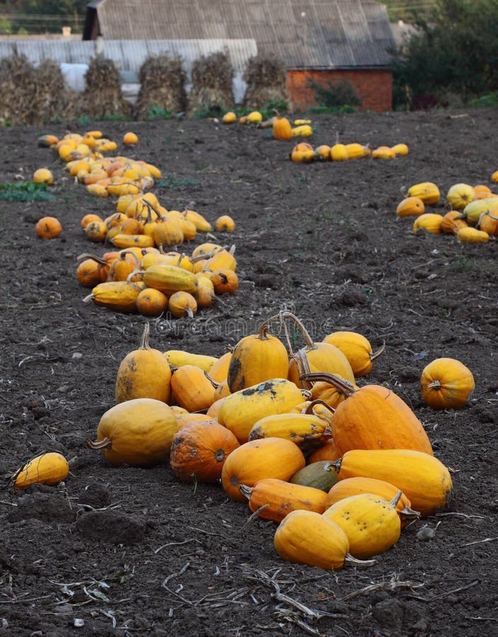 Ripe pumpkin stock photo. Image of farm, private, harvest - 26927292