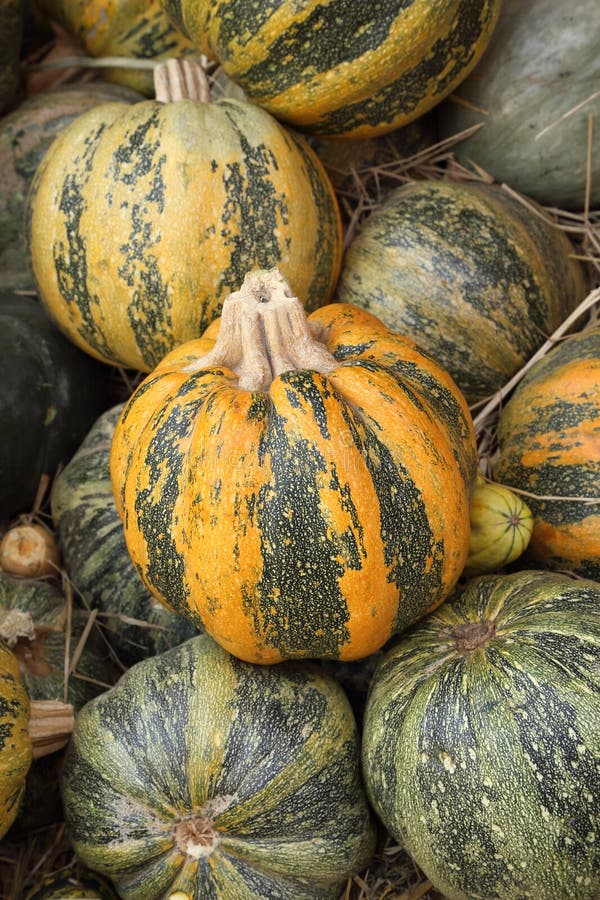Ripe pumpkin stock image. Image of harvest, produce, autumn - 36870469