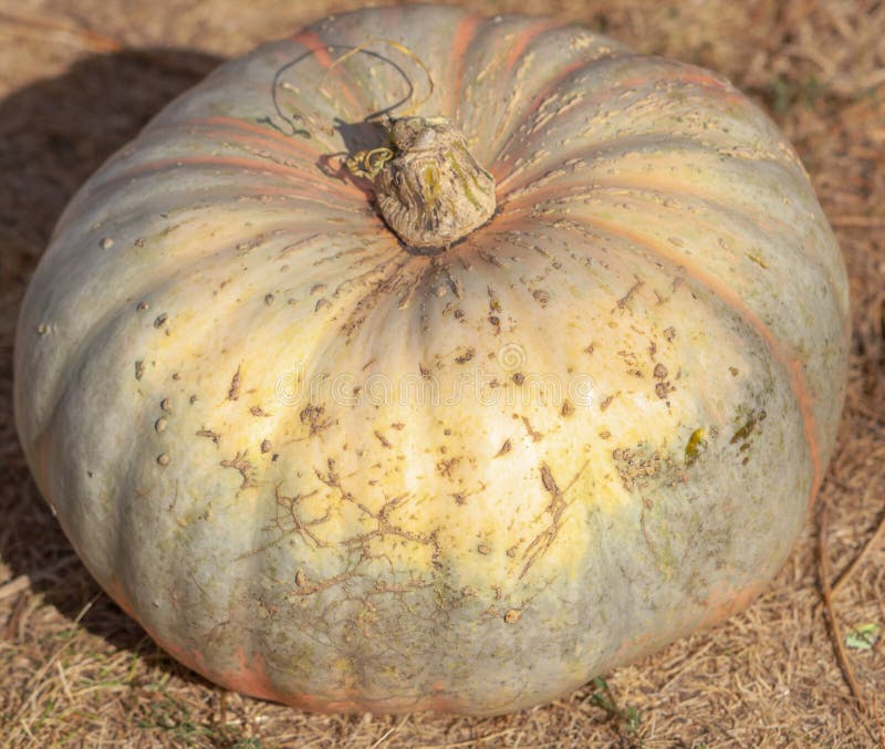 Ripe Pumpkin in the Fall on the Market Stock Image - Image of harvest ...